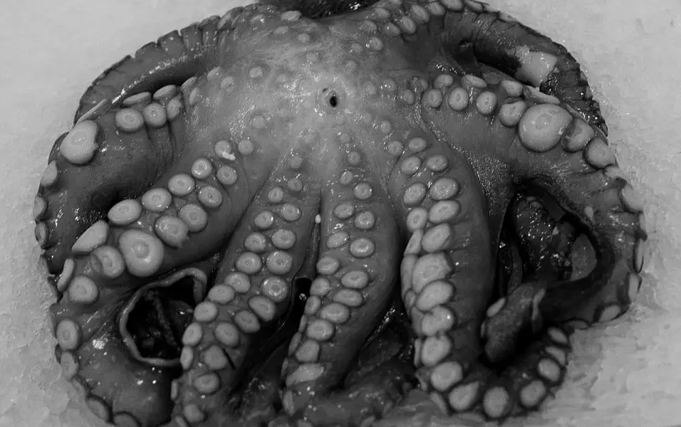 Oxford scientist suggests octopuses could dominate post-human Earth