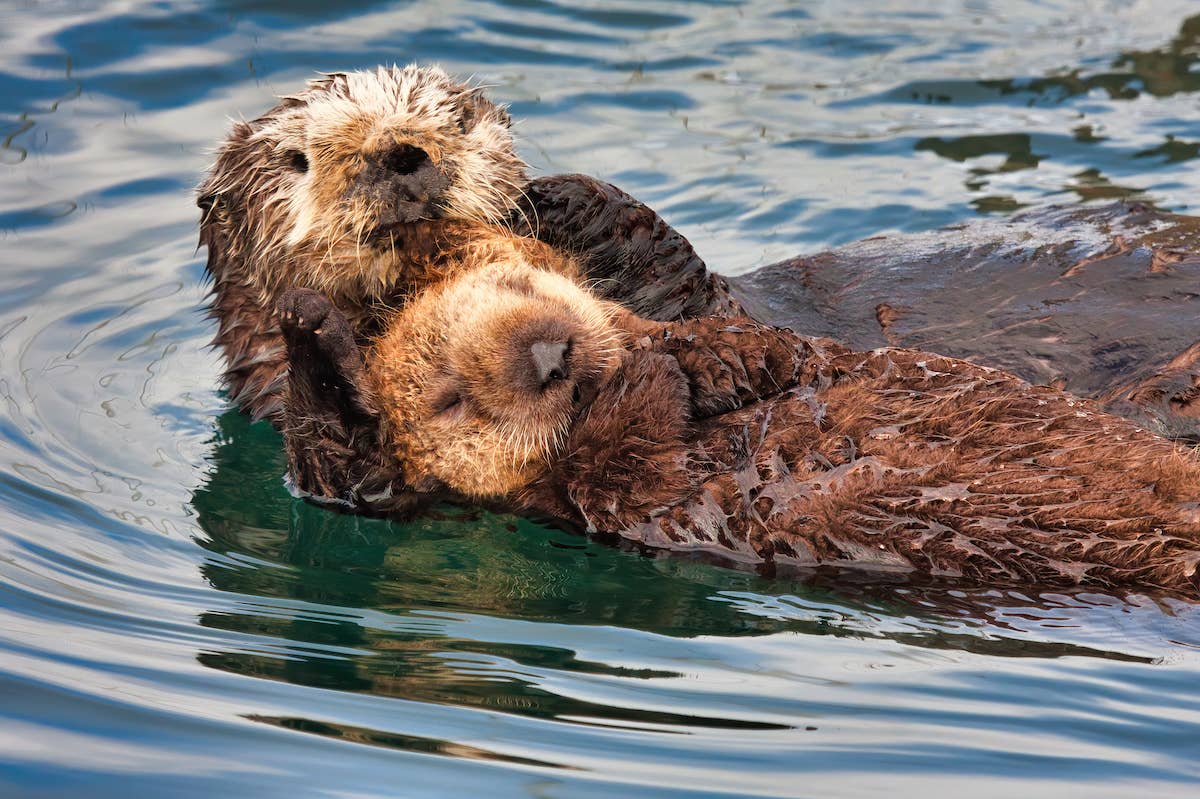 Mama sea otter showing off her tiny baby is melting hearts online