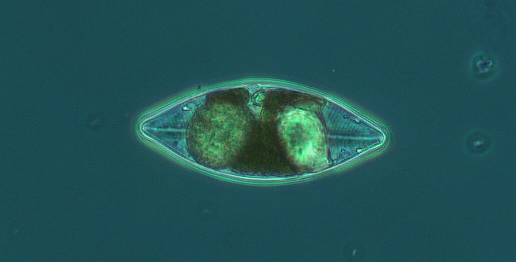 Tiny species, big questions: Researchers look to Arctic algae to study ...