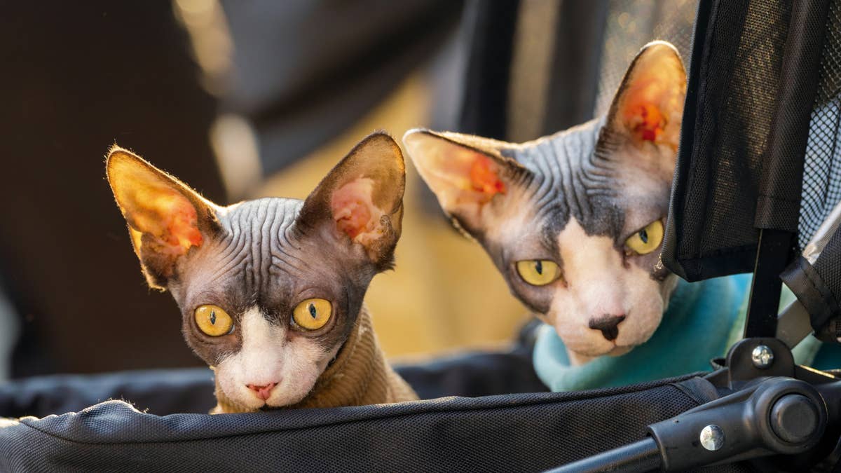 Duo of playful Sphynx cats are rightfully obsessed with their indoor alpaca