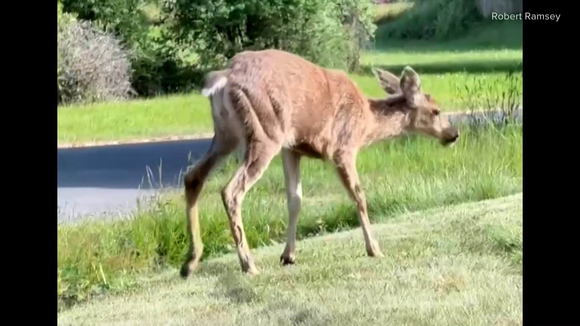 Whidbey Island neighbors try to save deer