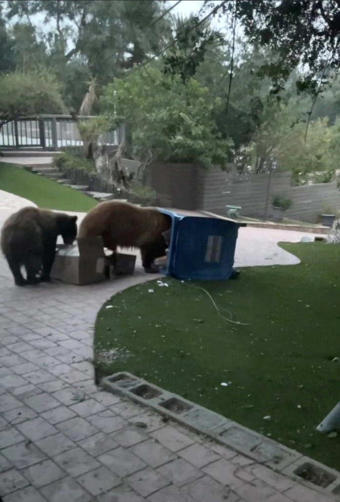 Huge bear family causes chaos outside SoCal home