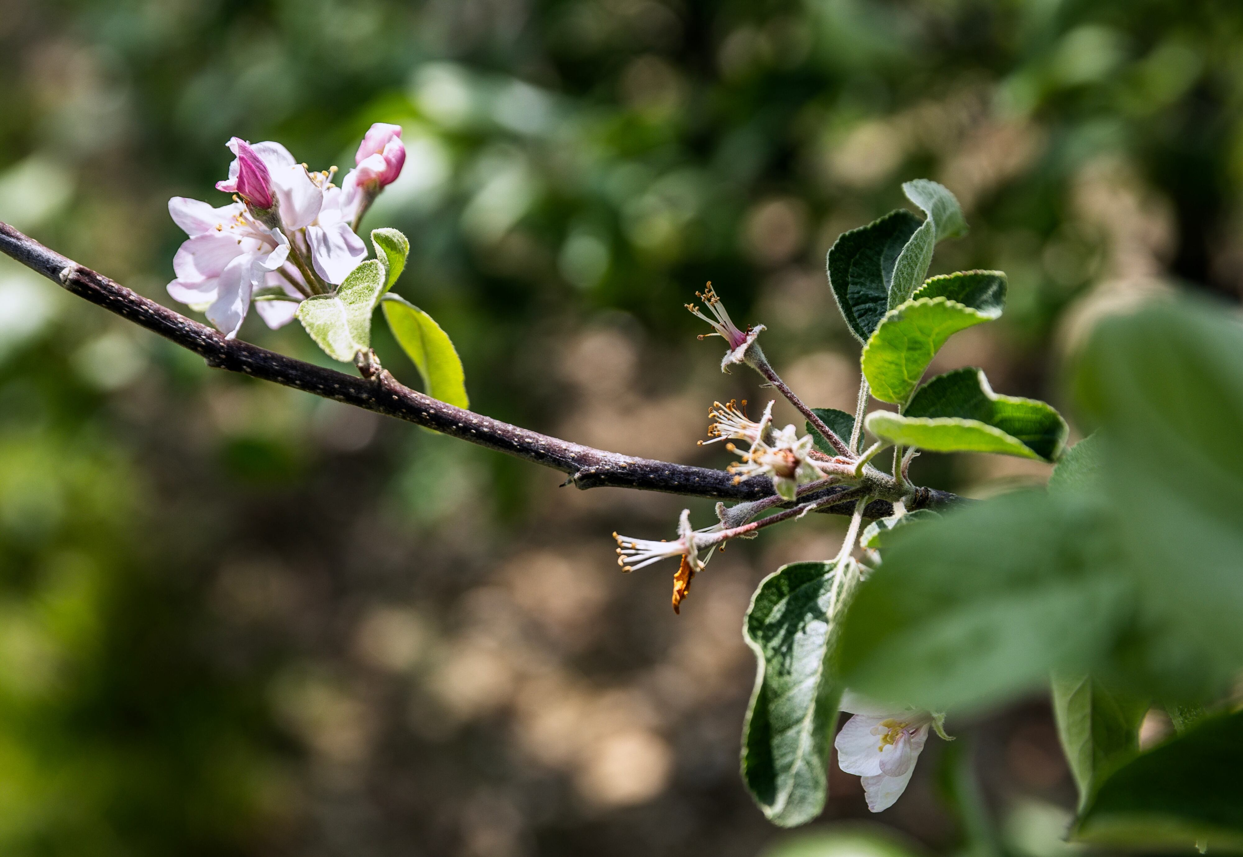 USDA declares disaster in Pa.’s ‘Fruit Belt’ from April freeze