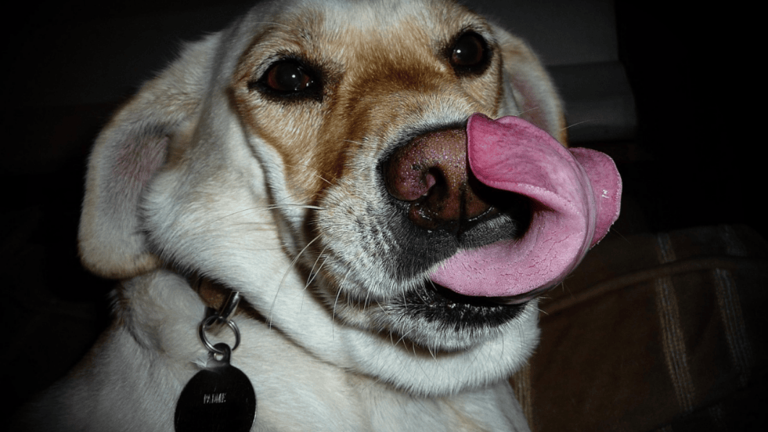 50 original dog names that veterinarians love to hear