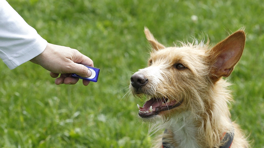 Master recall and leash manners with ease