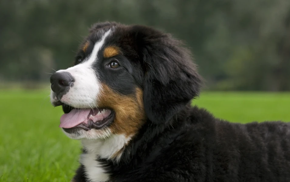Bernese mountain puppy charms internet with training progress