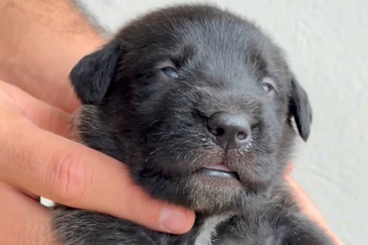 Puppy is utterly unrecognizable as an adult – how did her coat color ...