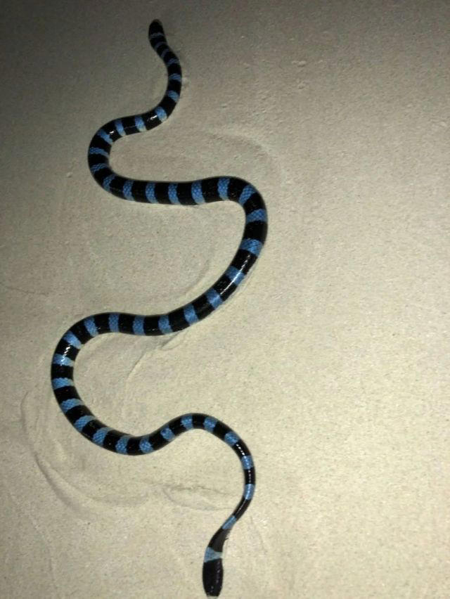 Woman spots vivid banded sea snake on Australian beach: 'Very deadly ...