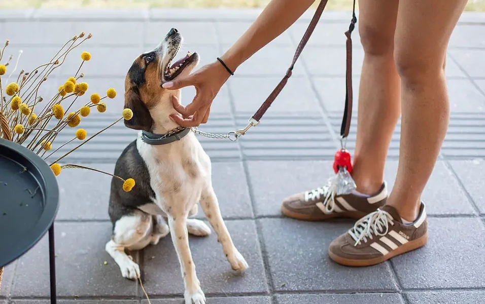 Master recall and leash manners with ease