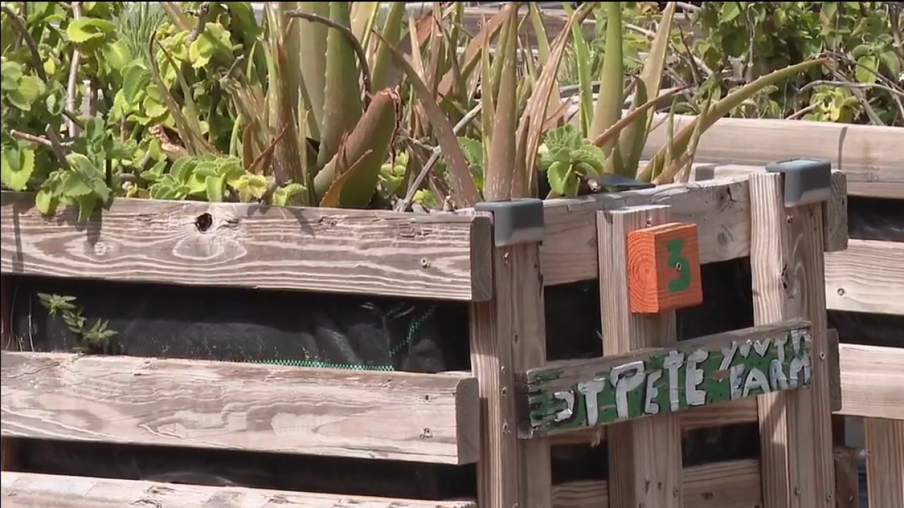 New urban agriculture program