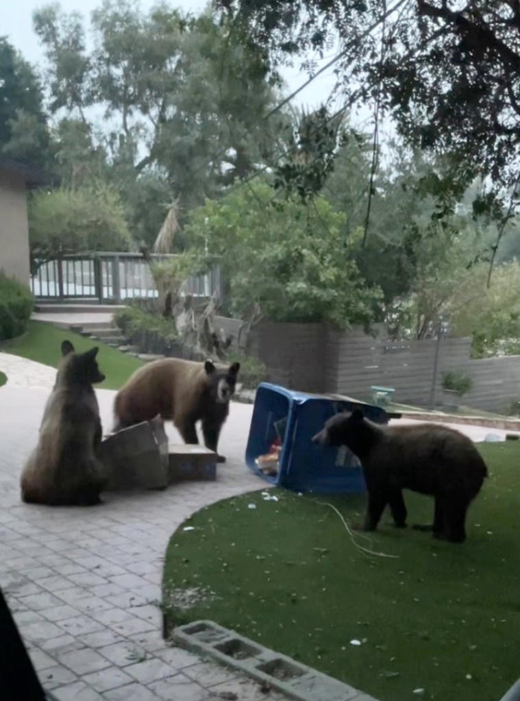 Huge bear family causes chaos outside SoCal home