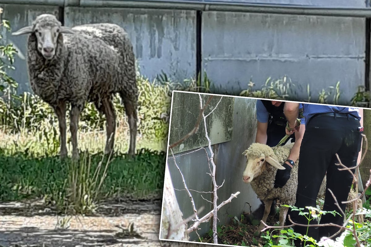 Verirrtes Schaf sorgt für Chaos im Leipziger Südosten: Doch wem gehört es?