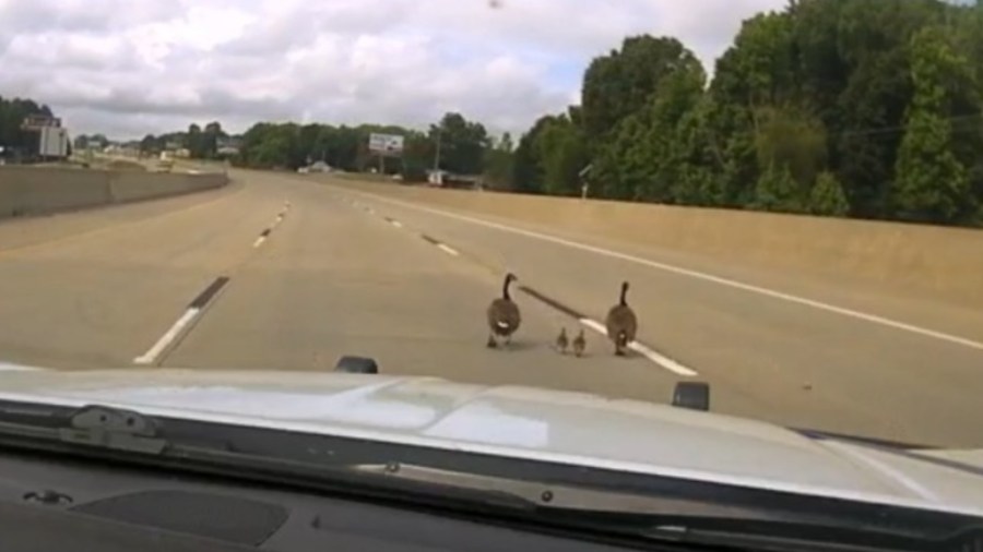Dashcam video shows Arkansas State Police trooper hitting herd of geese