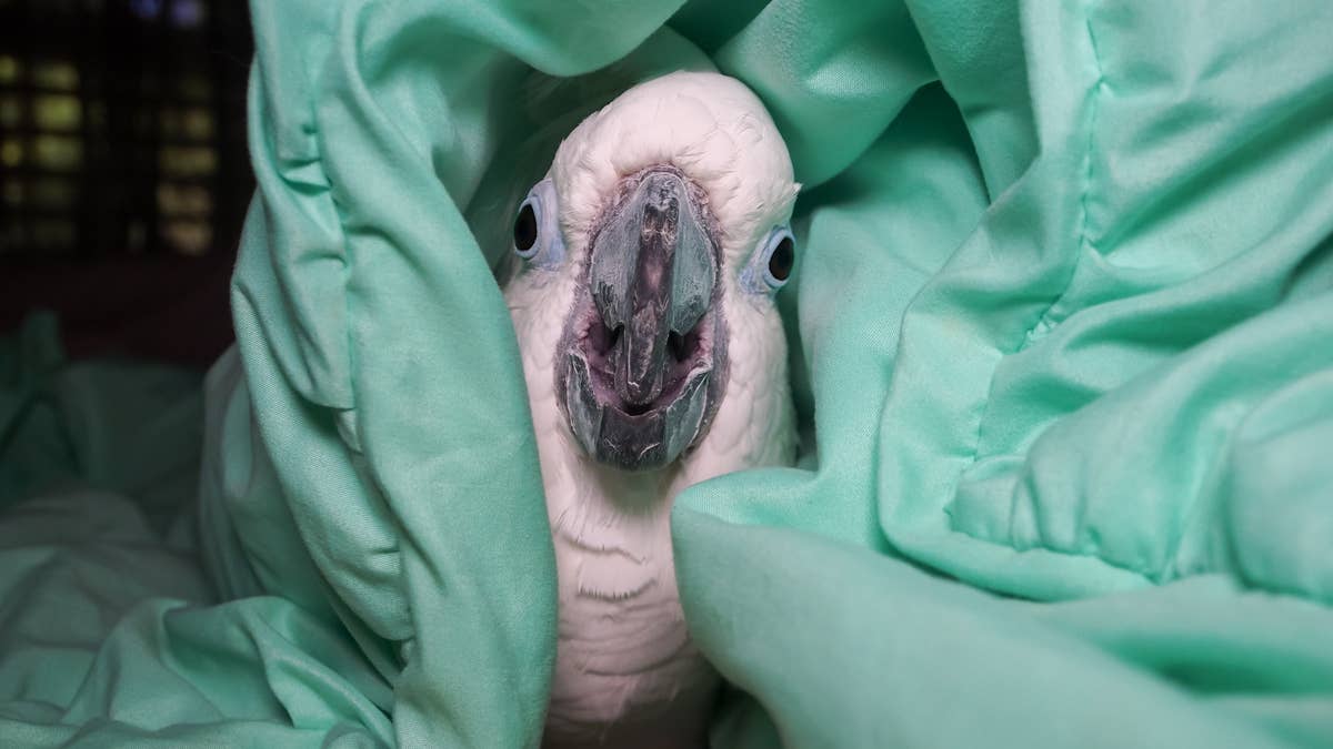 Cockatoo on his ‘best behavior’ puts himself to bed at grandma’s house