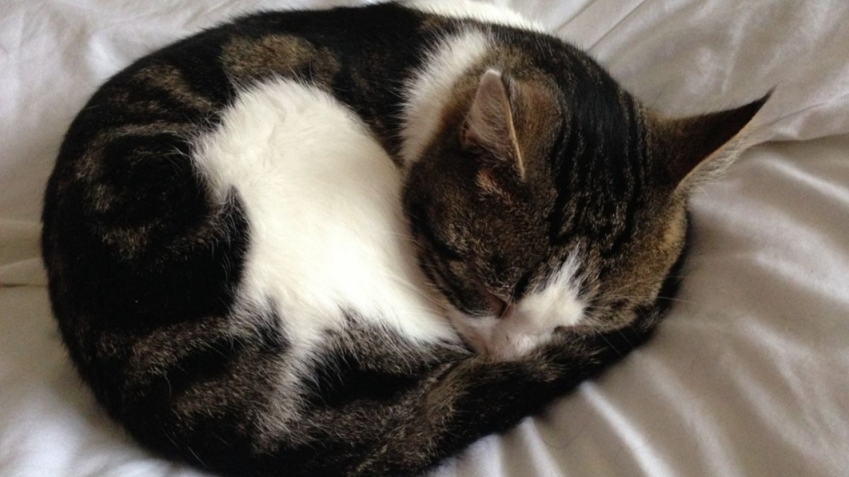 The position in which your cat sleeps could reveal more than you think ...