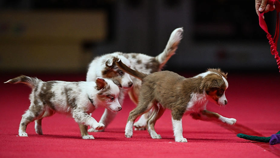 Bernese mountain puppy charms internet with training progress