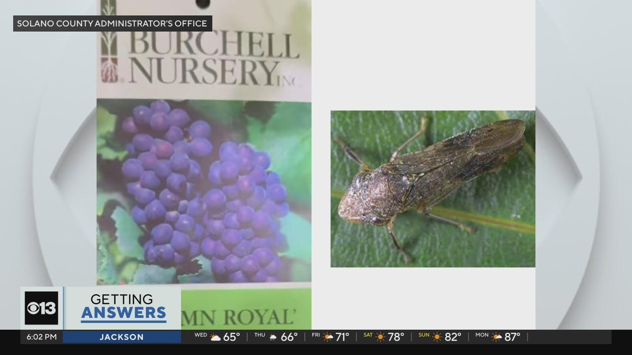 Invasive pest found in grape shipments to Costco