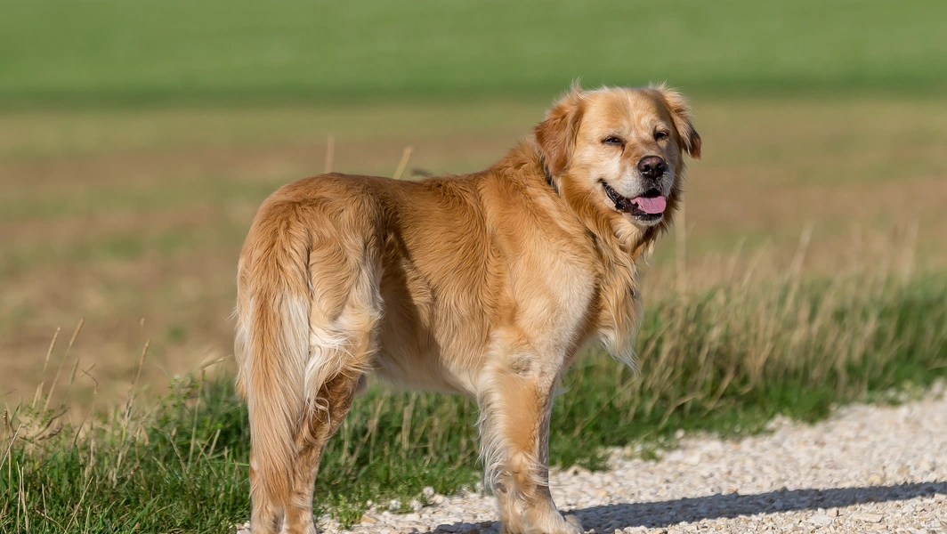 Golden retriever’s black puppies spark viral fascination
