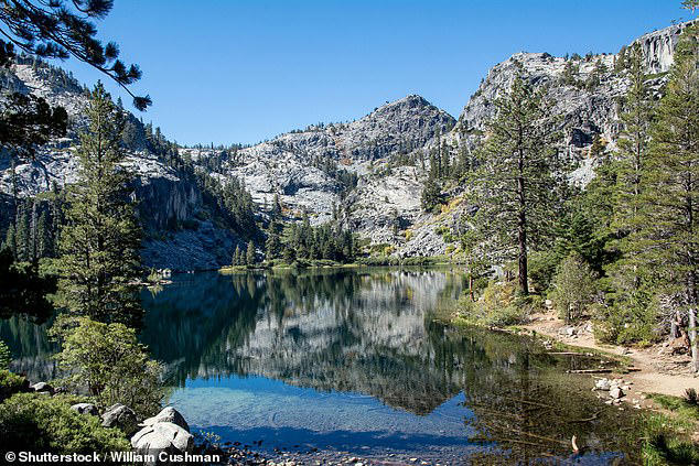 Locals in idyllic forest town fury as toxic spray to be put over ...