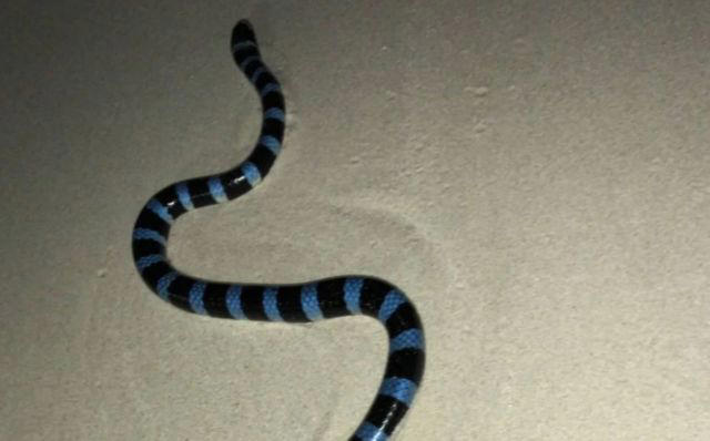 Woman spots vivid banded sea snake on Australian beach: 'Very deadly ...