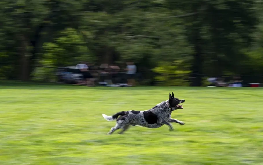 Rescue dog's joy after years of confinement melts hearts online