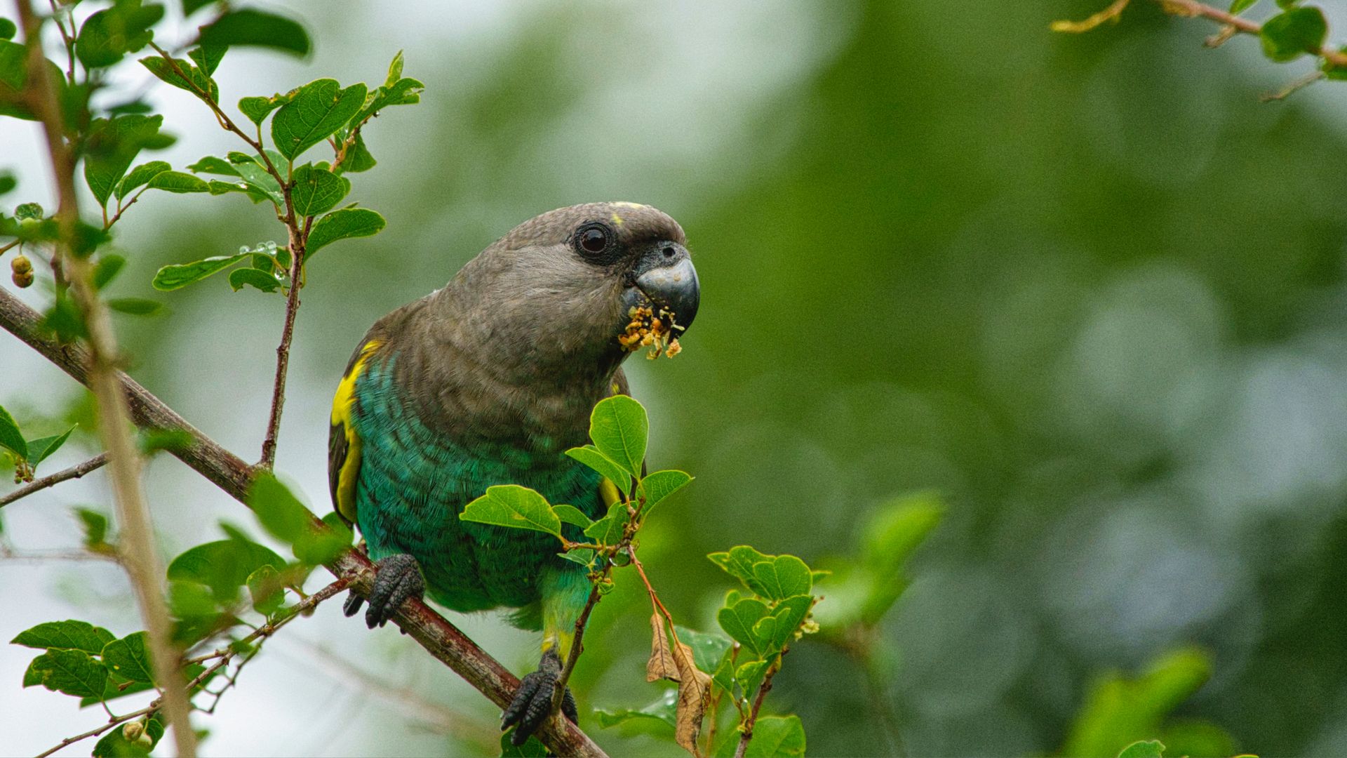 Beautiful pet birds you could own