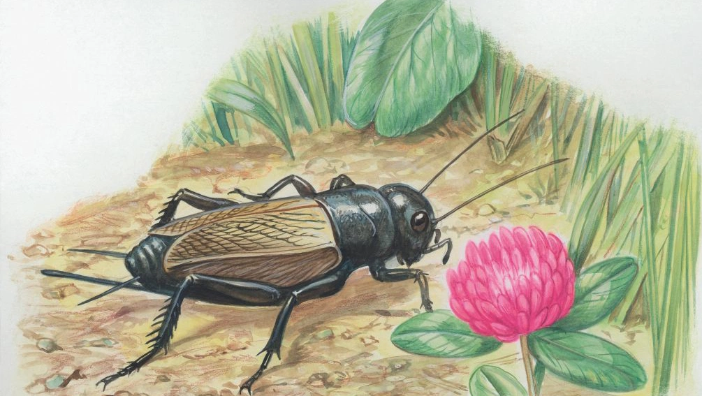 Cricket grooming study sparks debate on insect pain perception