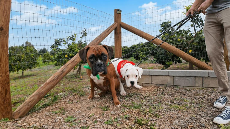 She traveled 1,000 miles to adopt them… then both boxers froze 🥹