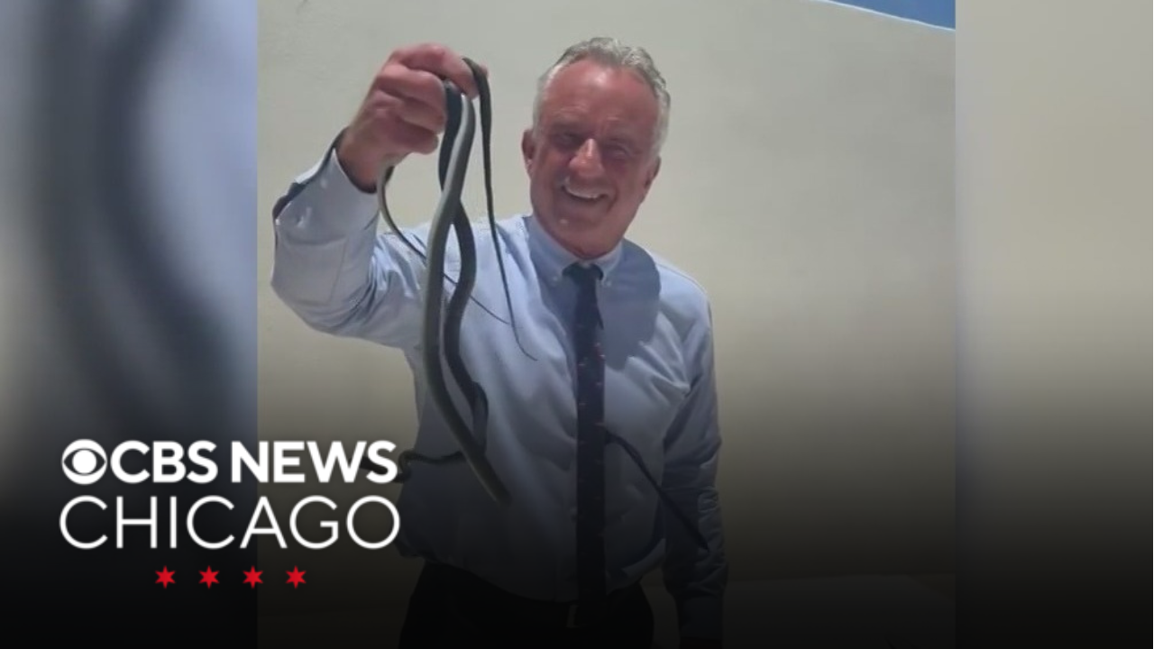 Robert F Kennedy Jr. wrangles 2 racer snakes in social media post