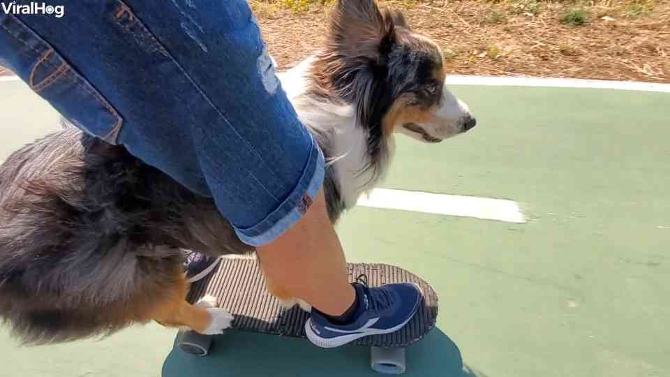 Skateboarding dog cruises alongside its owner