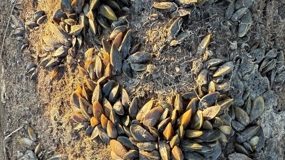 New push at State Capitol to address growing golden mussel infestation