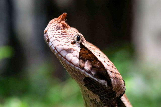 Viper with world's longest fangs stuns viewers with movements dubbed ...