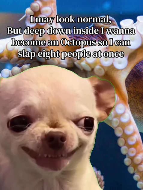 'Blub blub therapy': 21 aquarium memes bubbling therapeutically with ...