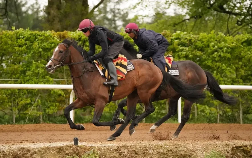 CAFRE equine students gain industry insights on Irish tour