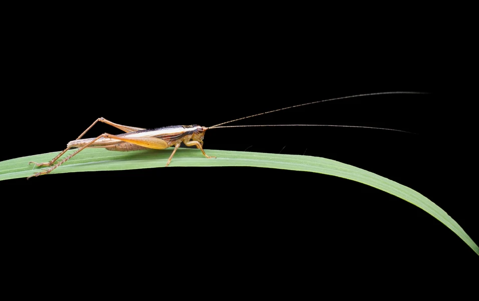 Cricket grooming study sparks debate on insect pain perception
