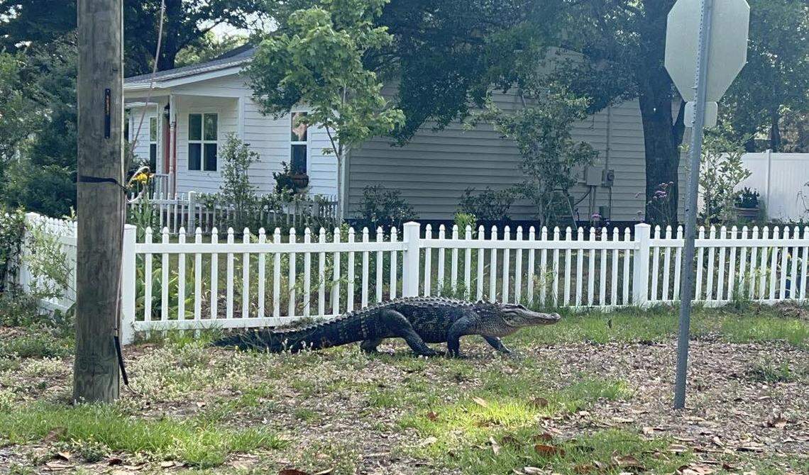 Large alligator calmly walked house to house like a stray dog, NC ...