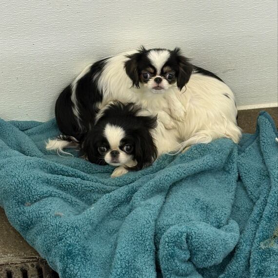 PACC rescues more than 100 animals from Tucson home