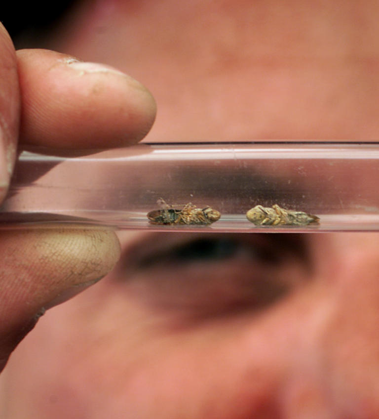 Pest with 'no cure' sparks panic at Napa vineyards as urgent alert issued
