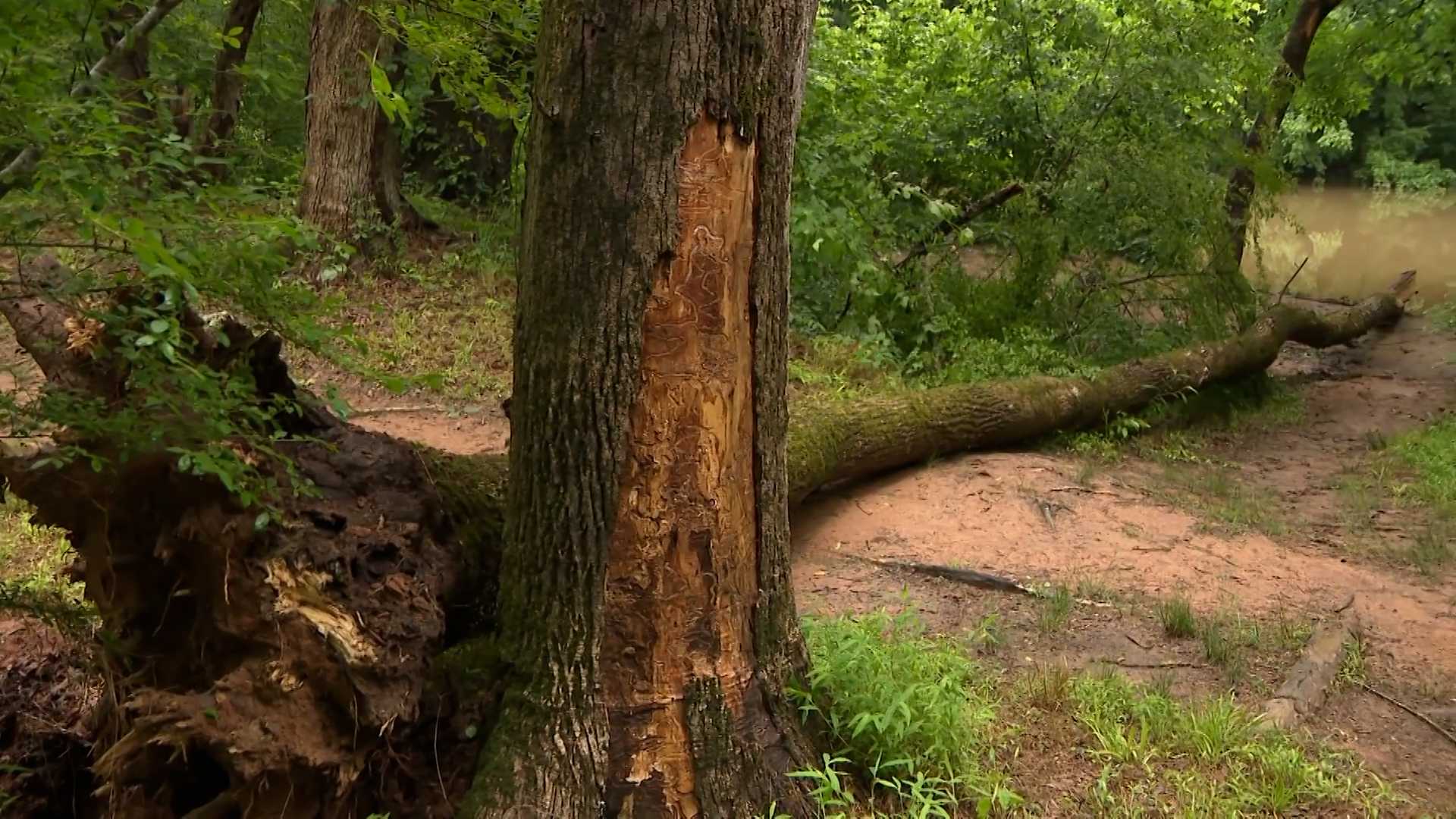 Witnesses describe the moments after a tree fell on and nearly killed a ...