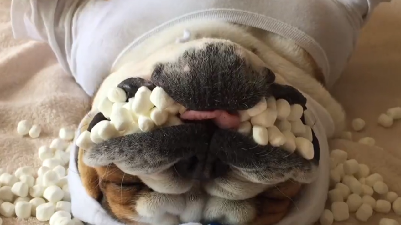 Adorable fluffy marshmallow dog moment
