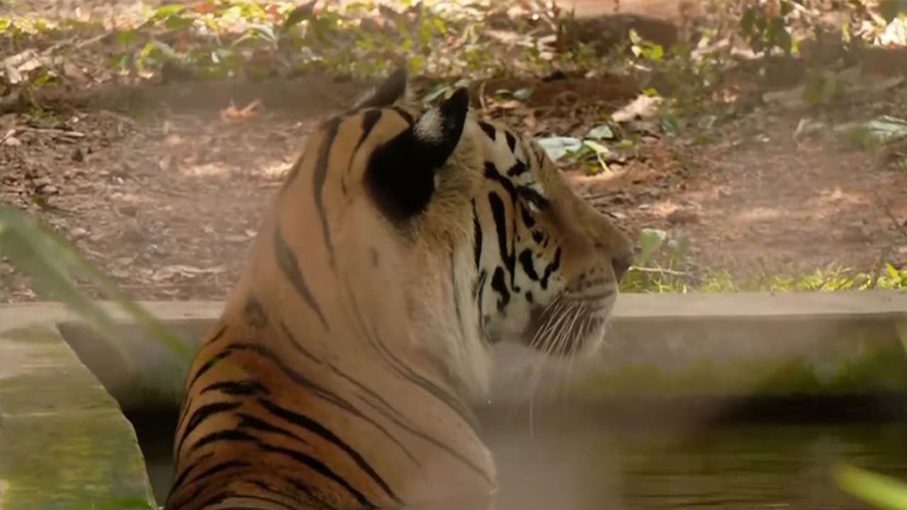 Odisha heatwave: Nandankanan Zoo's summer plan for its 4000 animals