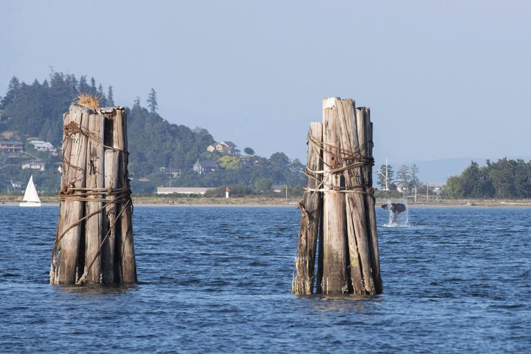 'Really smelly,' BC.'s Comox Valley issues sewer use warning over major ...