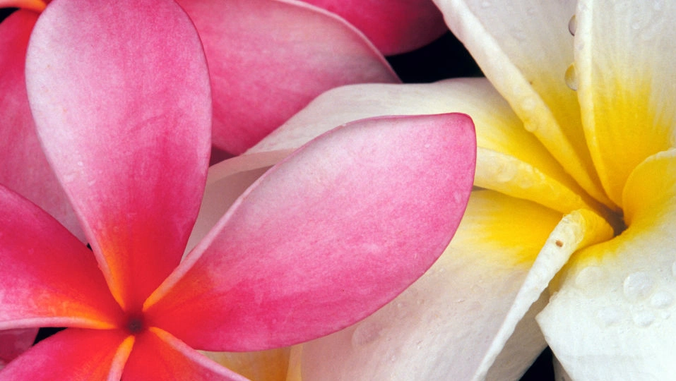 Plumeria care tips for blooms all season
