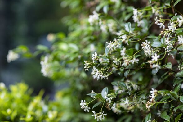 Jasmine will bloom bigger and better this summer by adding 1 item to ...