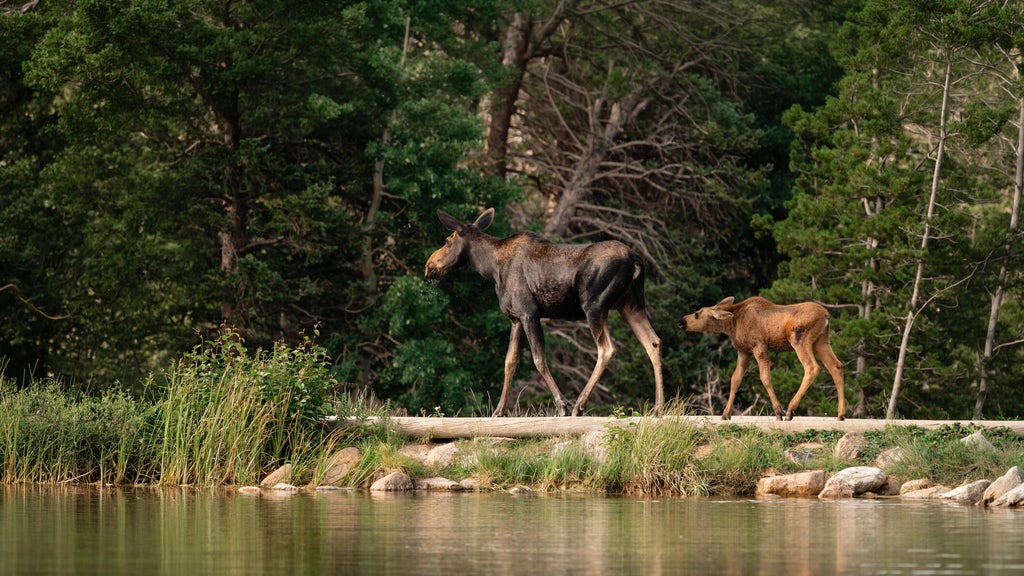 Colorado Parks and Wildlife warns of moose activity after woman injured ...