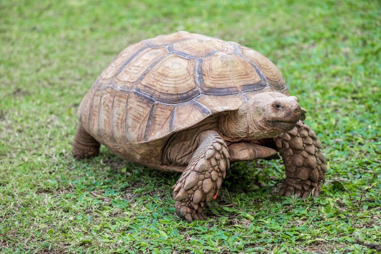 Watch Skippy the dog's heartwarming morning routine with Tilly the tortoise