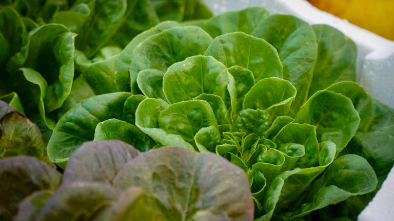Master gardener shares the best 11 plants that thrive in a part-shade ...