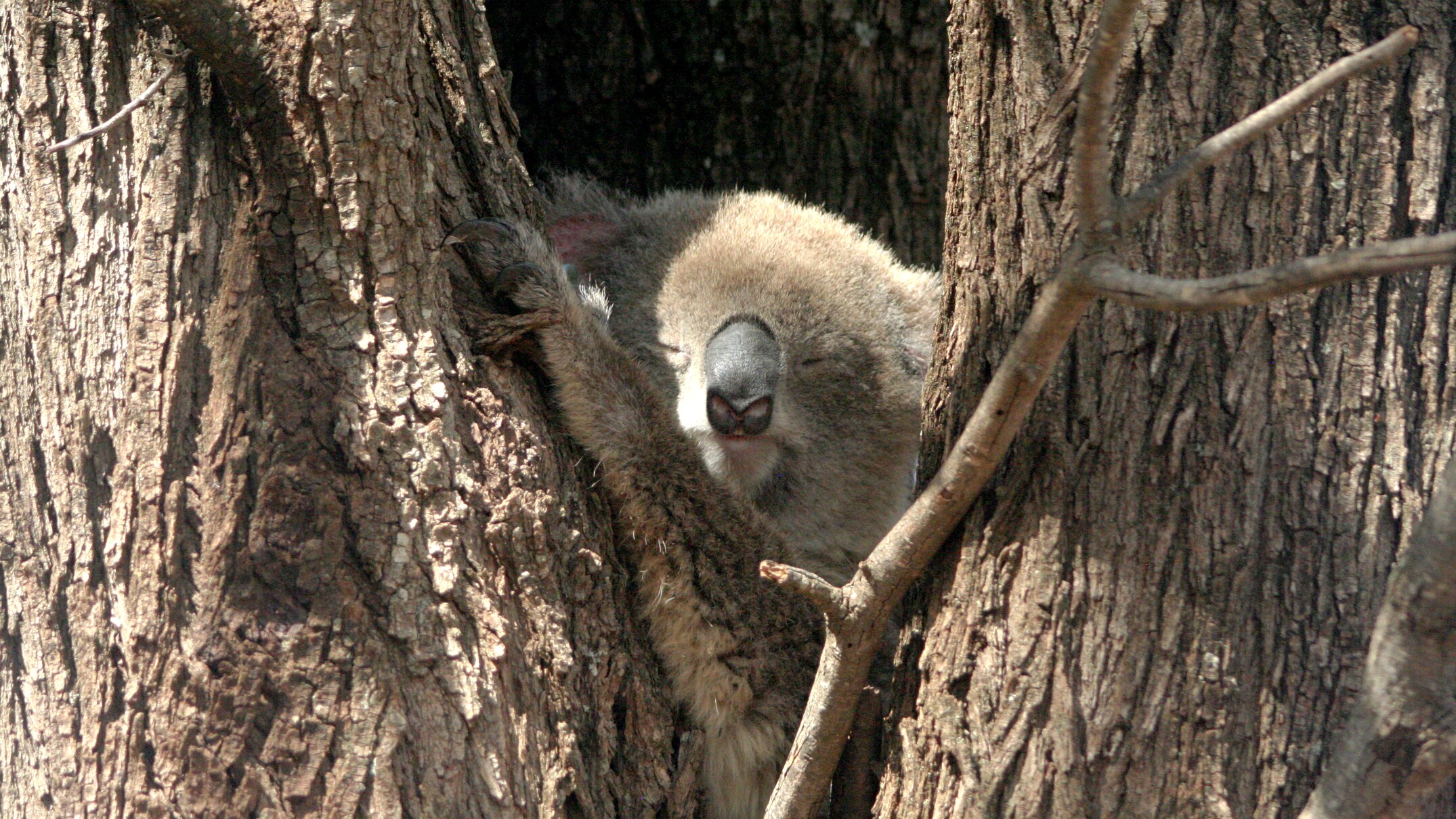 Koalas at risk of death once seven-day temperatures rise beyond 27C