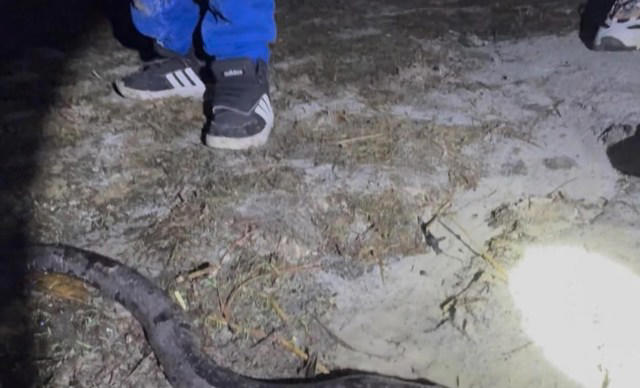 'I was unaware these existed': Florida resident discovers bizarre ...