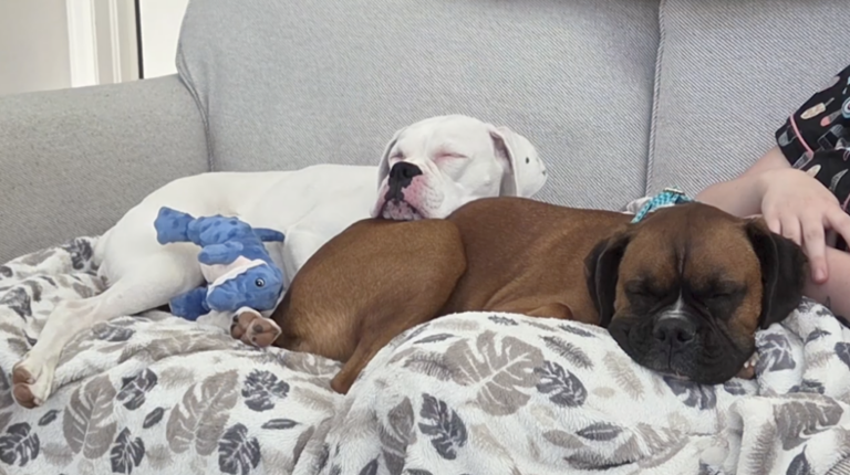She traveled 1,000 miles to adopt them… then both boxers froze 🥹